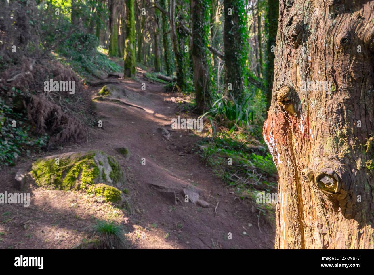 Numerous trees in a green environment with the sun breaking through the ...