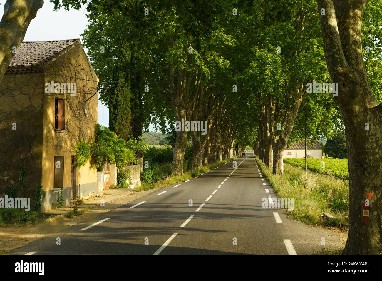 A tree-lined country road leads into the distance, with sunlight ...