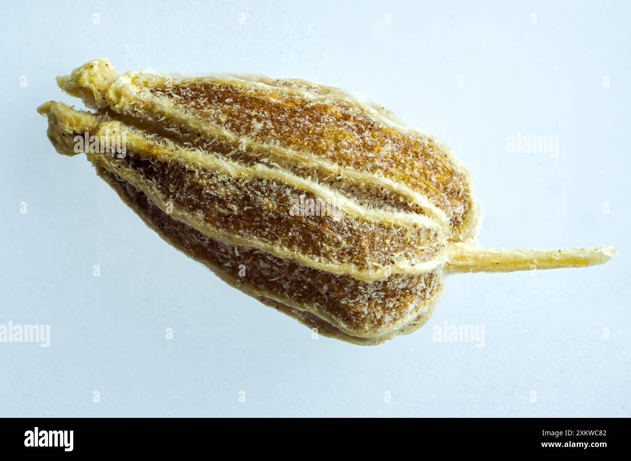 Macrophotography of a fennel seed under white background. Ideal for ...