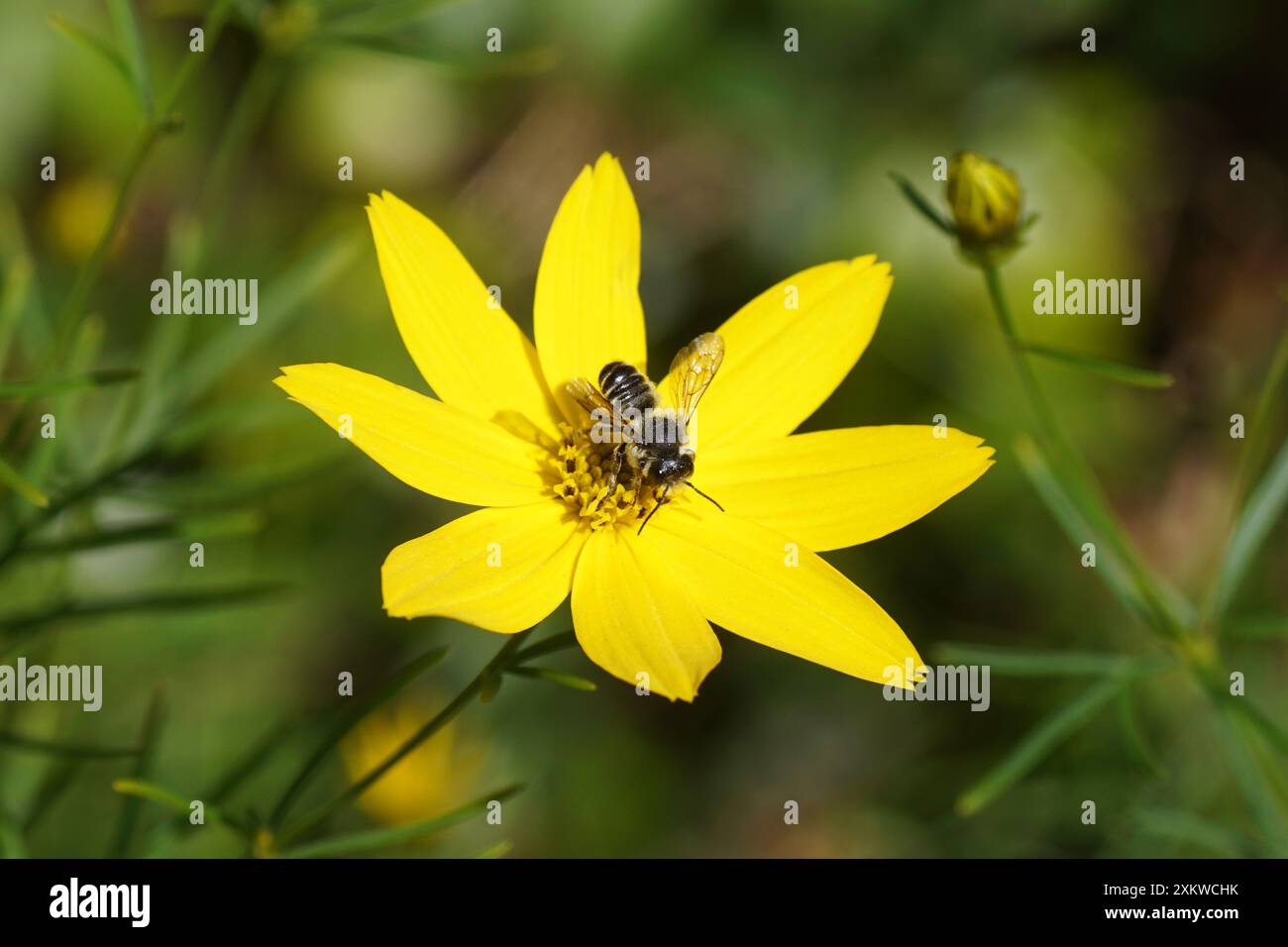 Leafcutter bee (Megachile), family mason bees (Megachilidae) on Thread ...