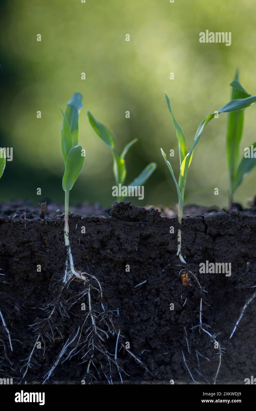 Young corn plants with roots in the soil Stock Photo - Alamy