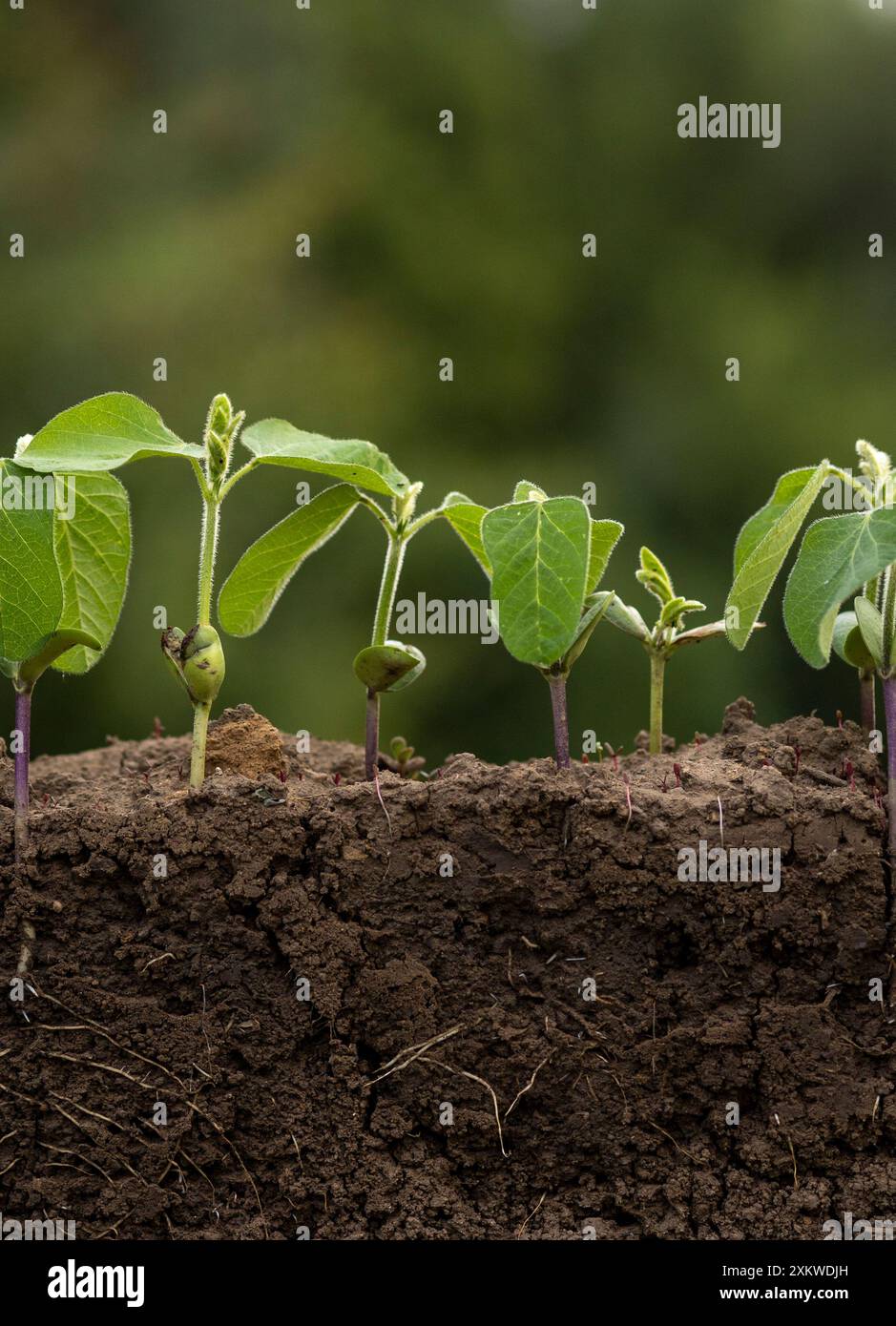 Young soybean plants with roots in the soil Stock Photo - Alamy