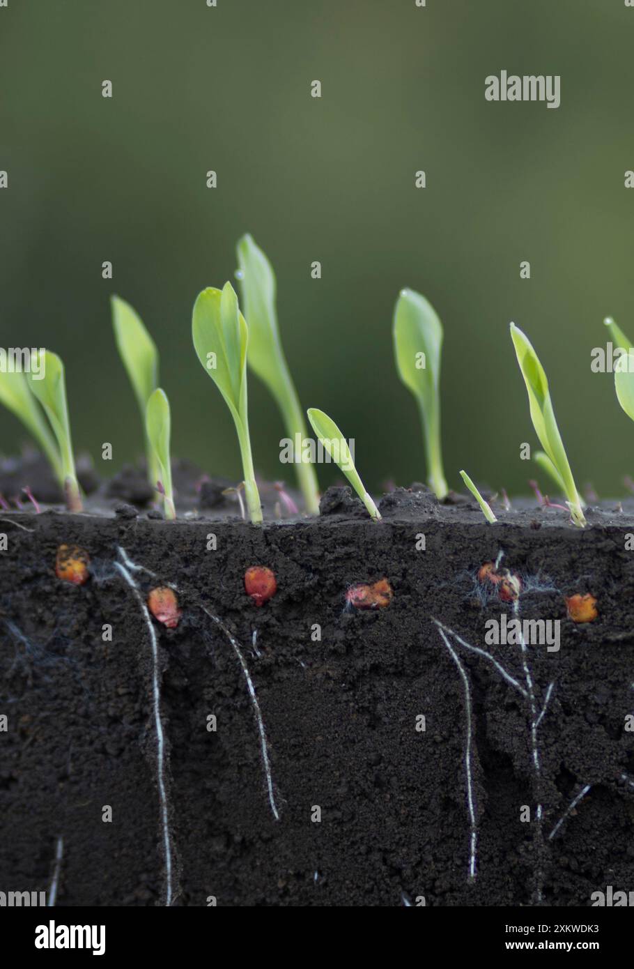 Young corn plants with roots in the soil Stock Photo - Alamy