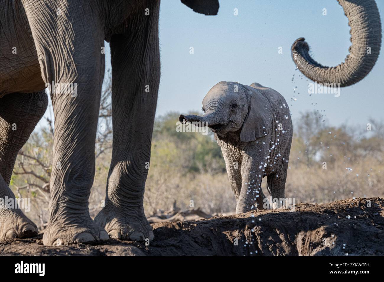 baby African elephant coming to the waterhole Stock Photo - Alamy