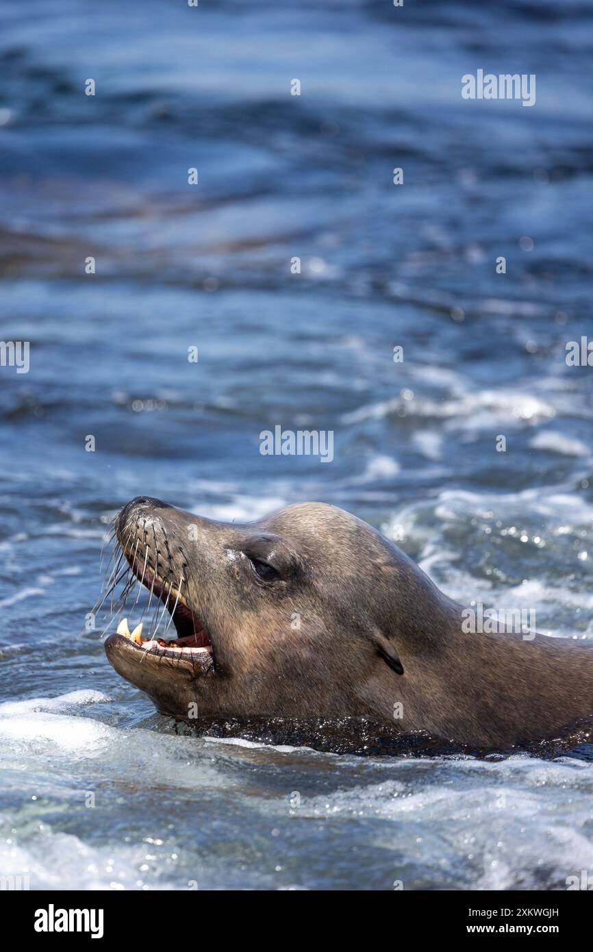 Large male sea lion swimming in the sea Stock Photo - Alamy