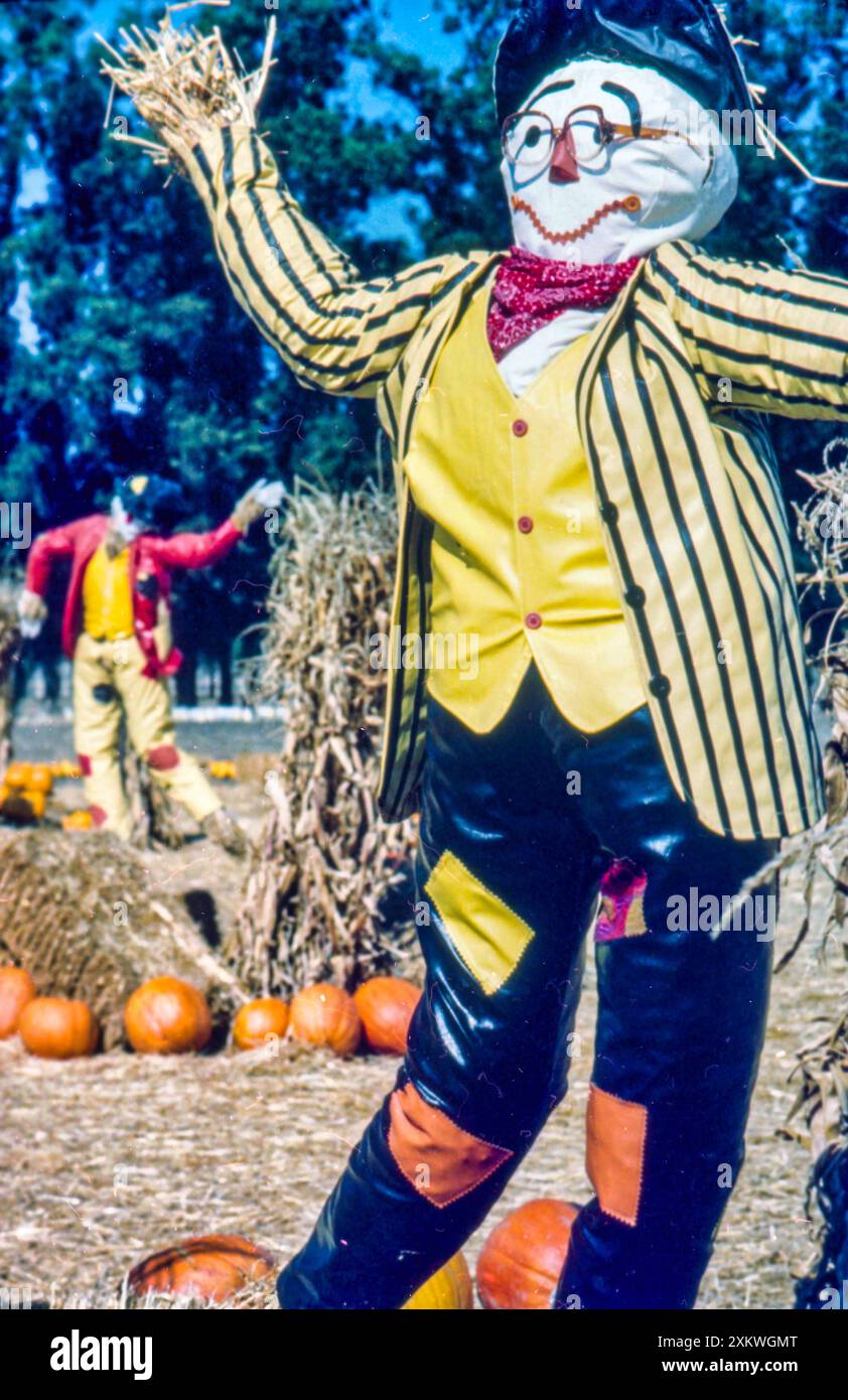 Close-up of a brightly dressed scarecrow in a pumpkin patch, 1980s ...