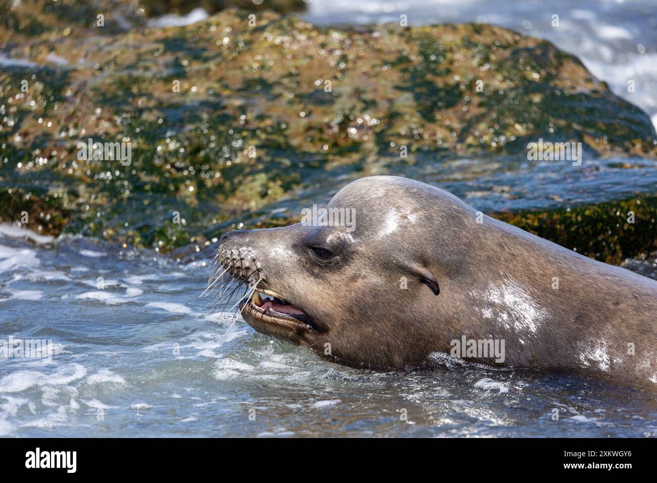 Large male southern sea hi-res stock photography and images - Alamy