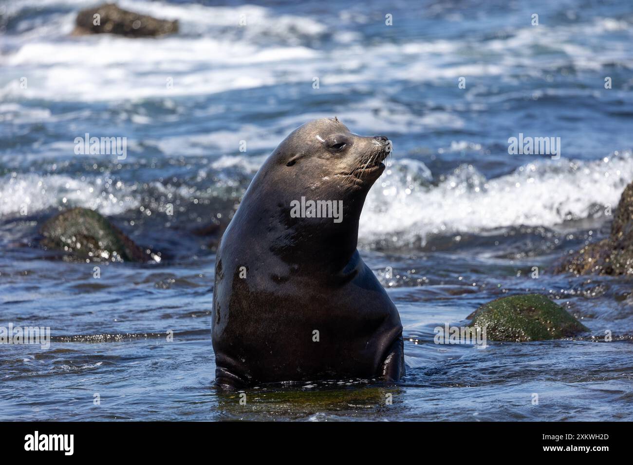 Sea lions swimming in bay hi-res stock photography and images - Alamy