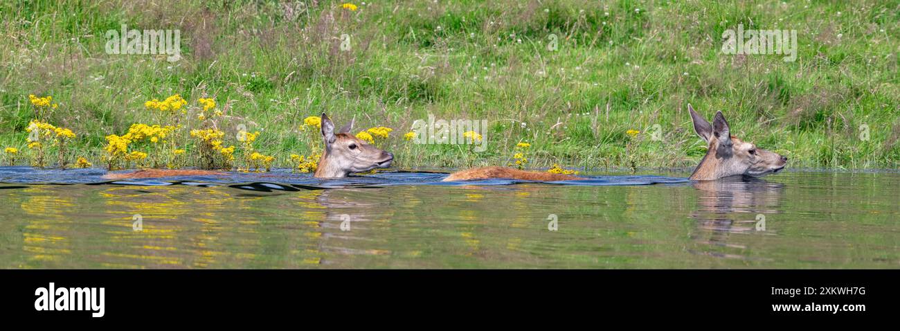 Female red deer swimming in a pond hi-res stock photography and images ...