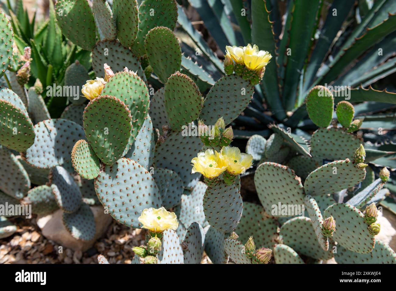 Opuntia robusta cactaceae cactus hi-res stock photography and images ...