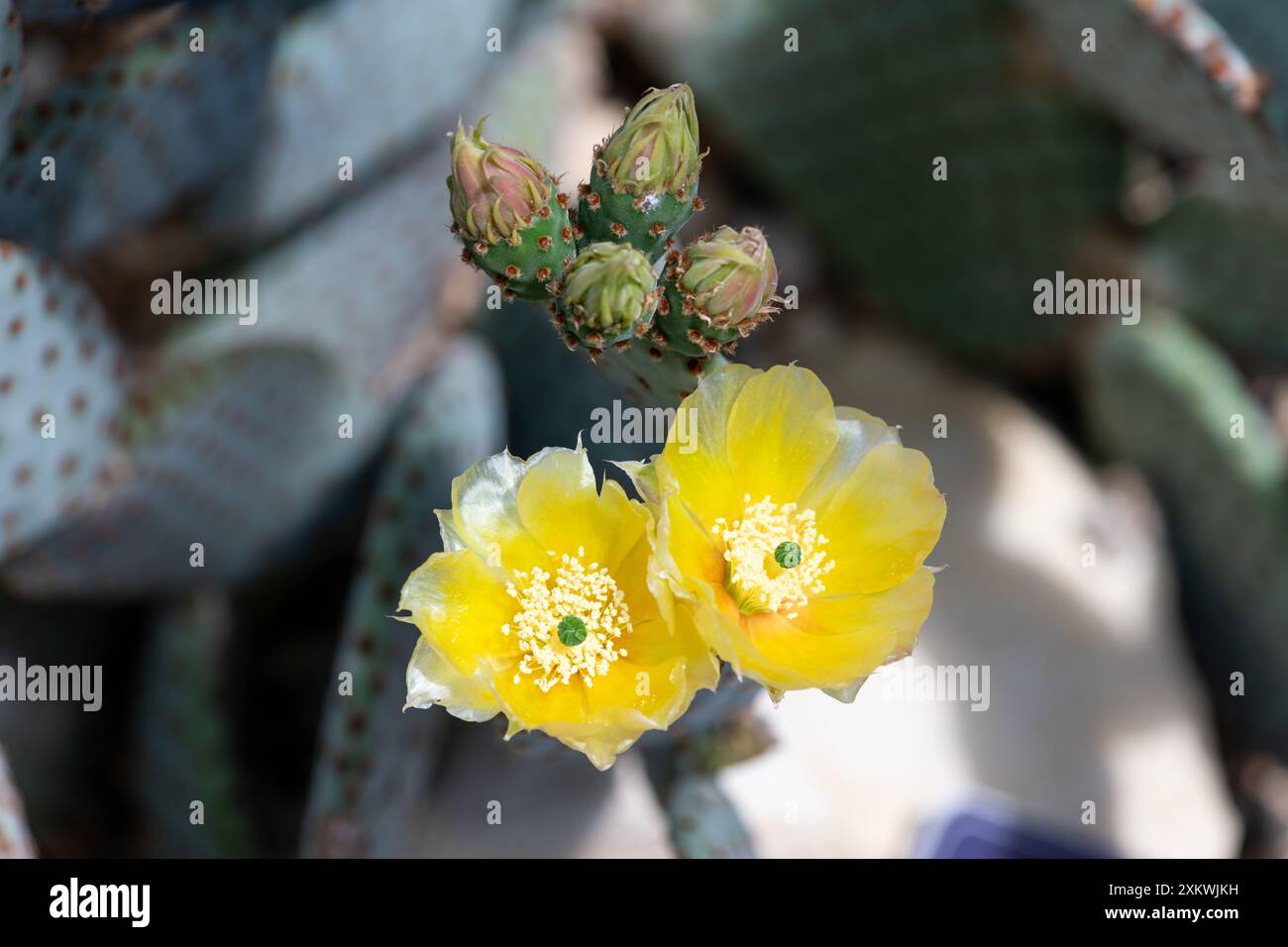 Opuntia robusta cactaceae cactus hi-res stock photography and images ...