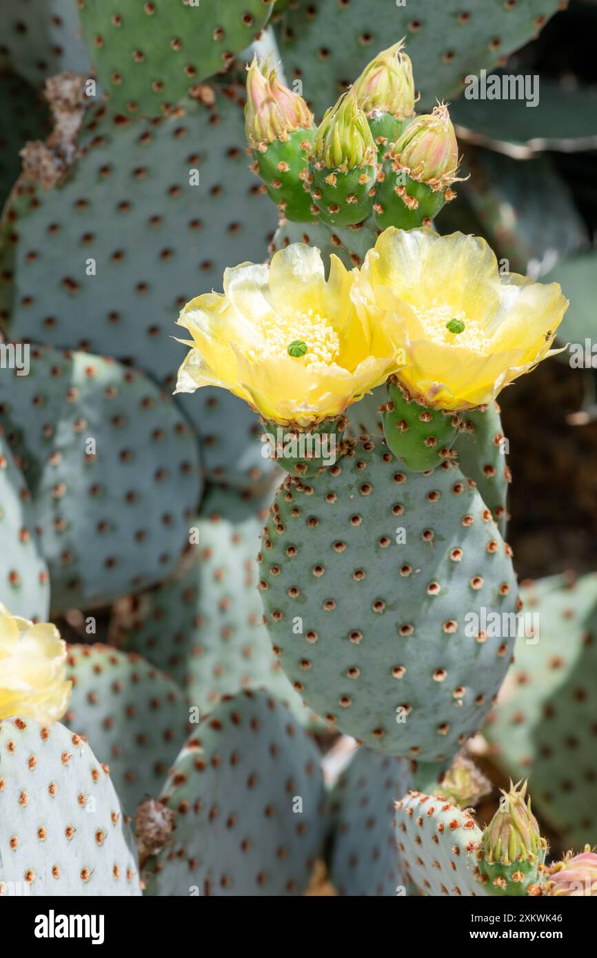 Opuntia robusta cactaceae cactus hi-res stock photography and images ...