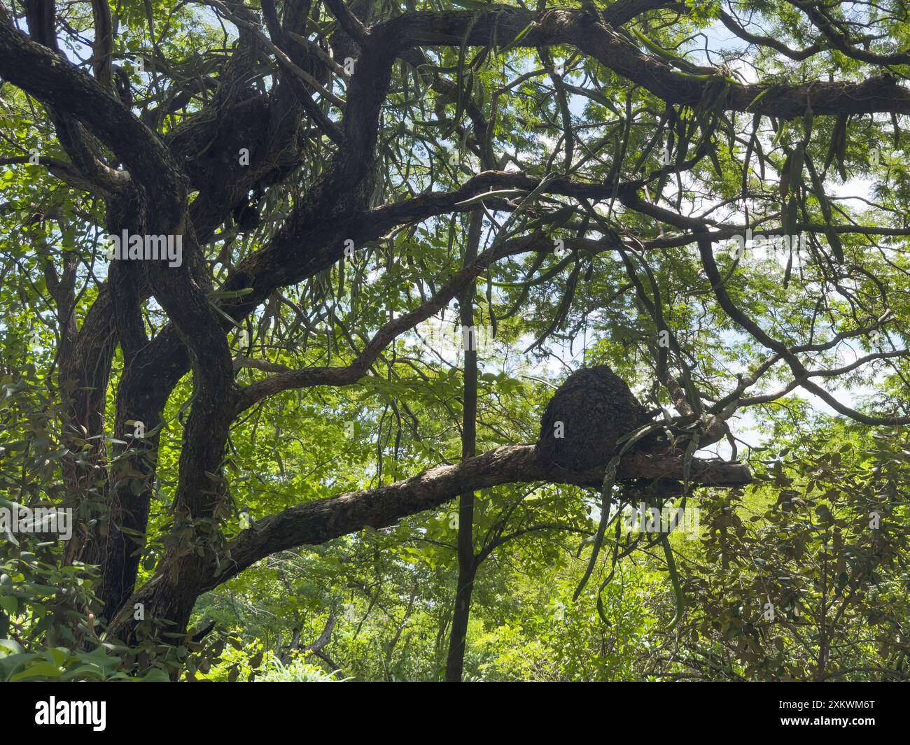 Termite insect nest on tree branch on green nature jungle background ...