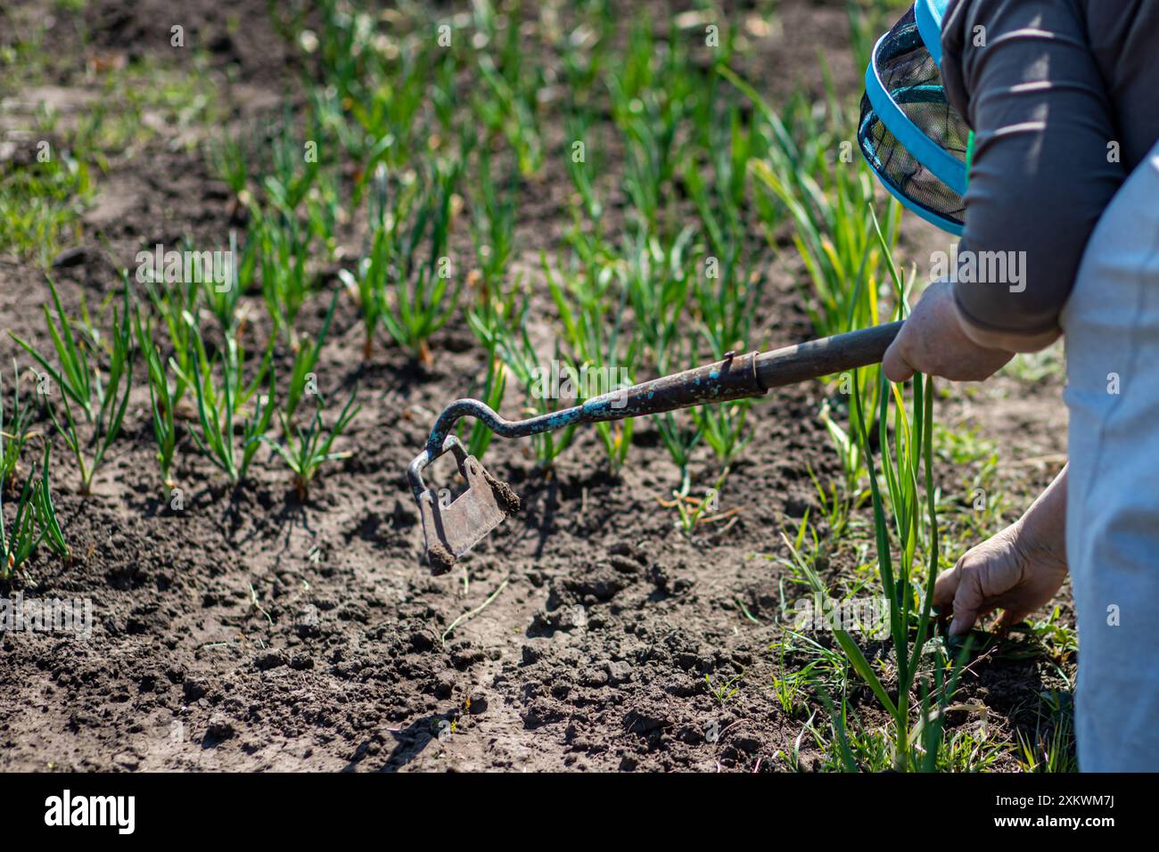 A gardener is weeding a row of young onion plants in a garden bed. The ...