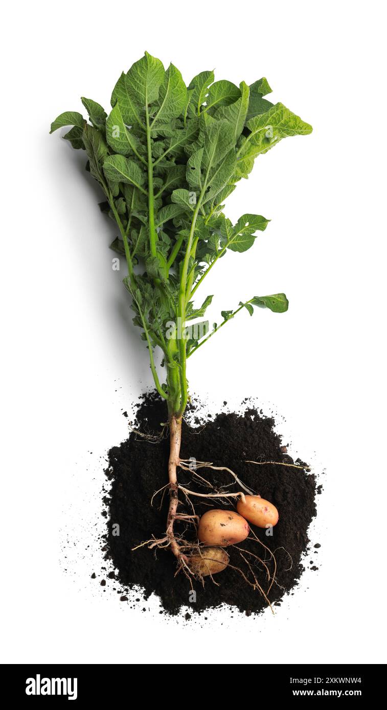 Potato plant with tubers and soil isolated on white, top view Stock ...