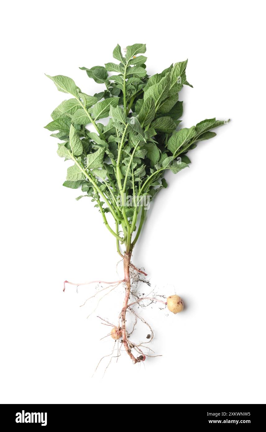 Potato plant tubers isolated hi-res stock photography and images - Alamy