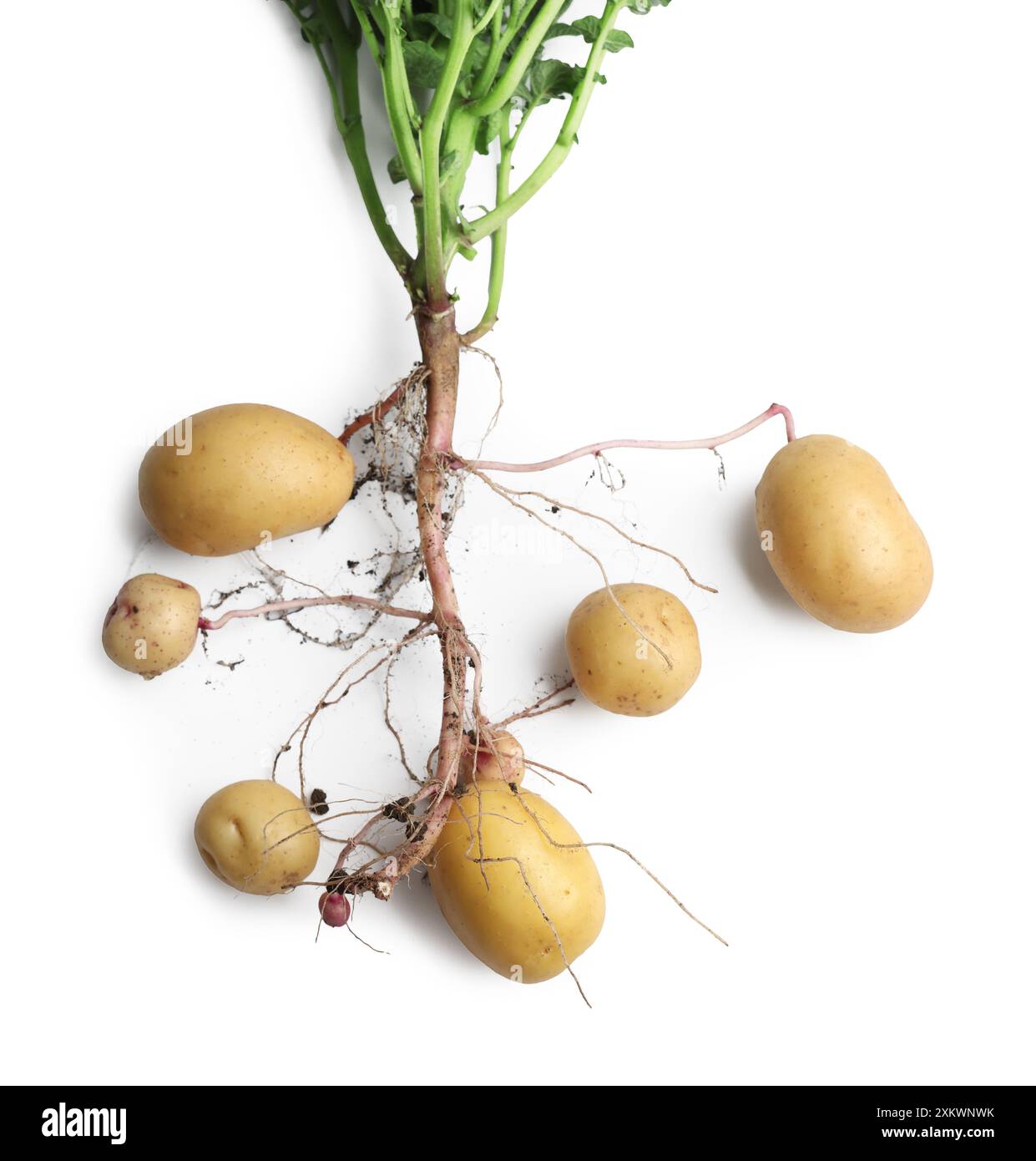 Potato plant tubers isolated hi-res stock photography and images - Alamy