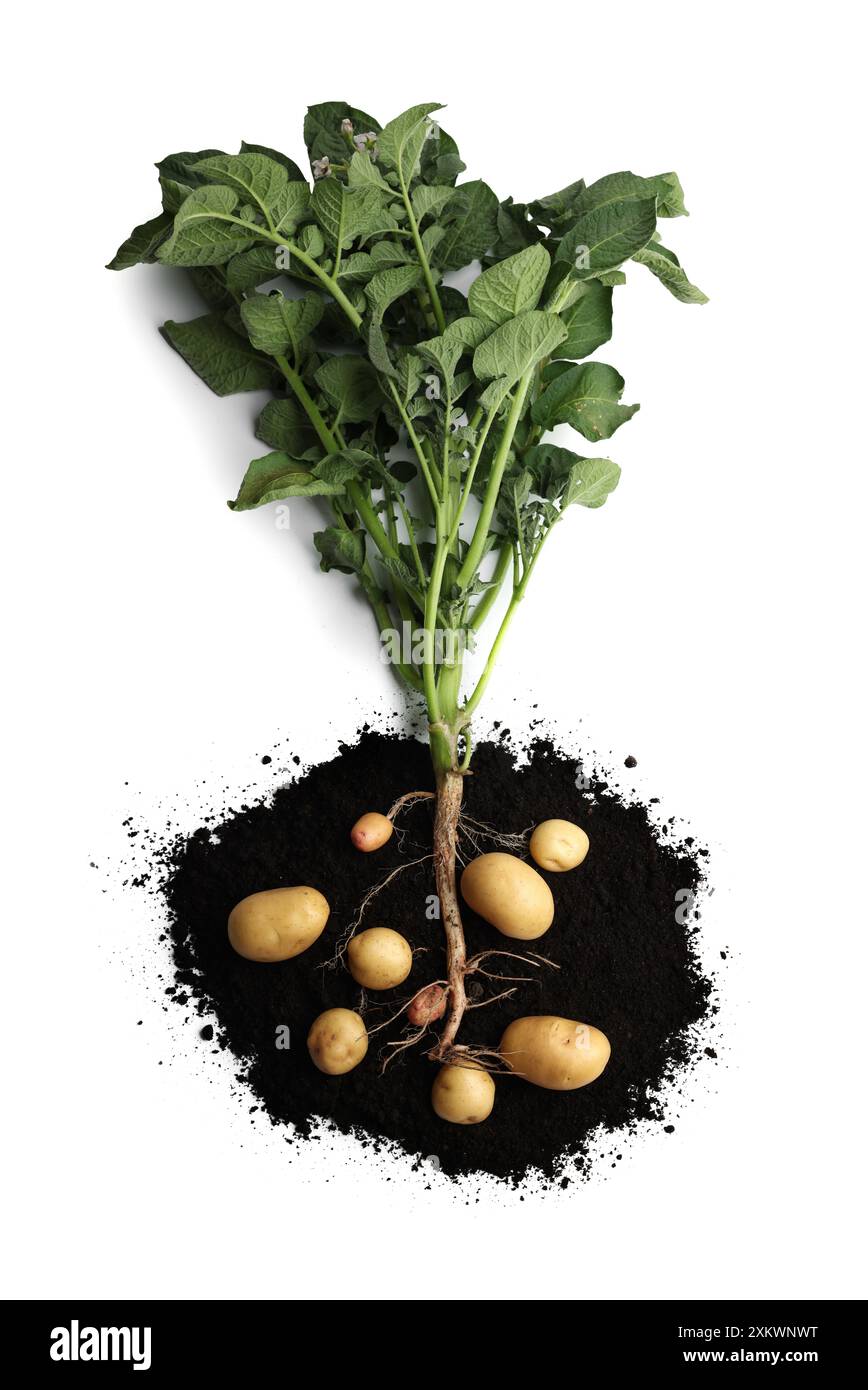 Potato plant with tubers and soil isolated on white, top view Stock ...