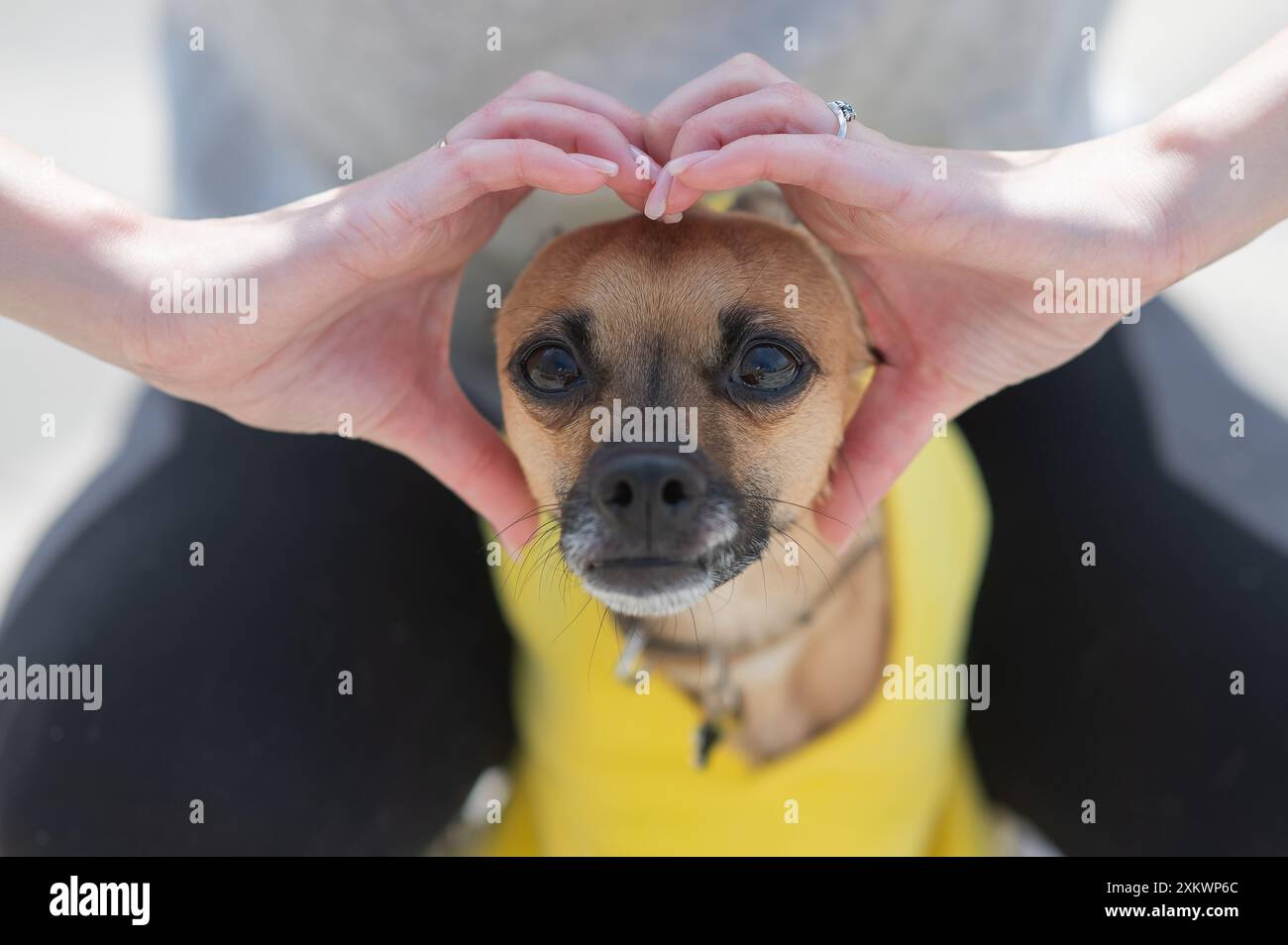 The owner holds her hands in the shape of a heart on the muzzle of the ...
