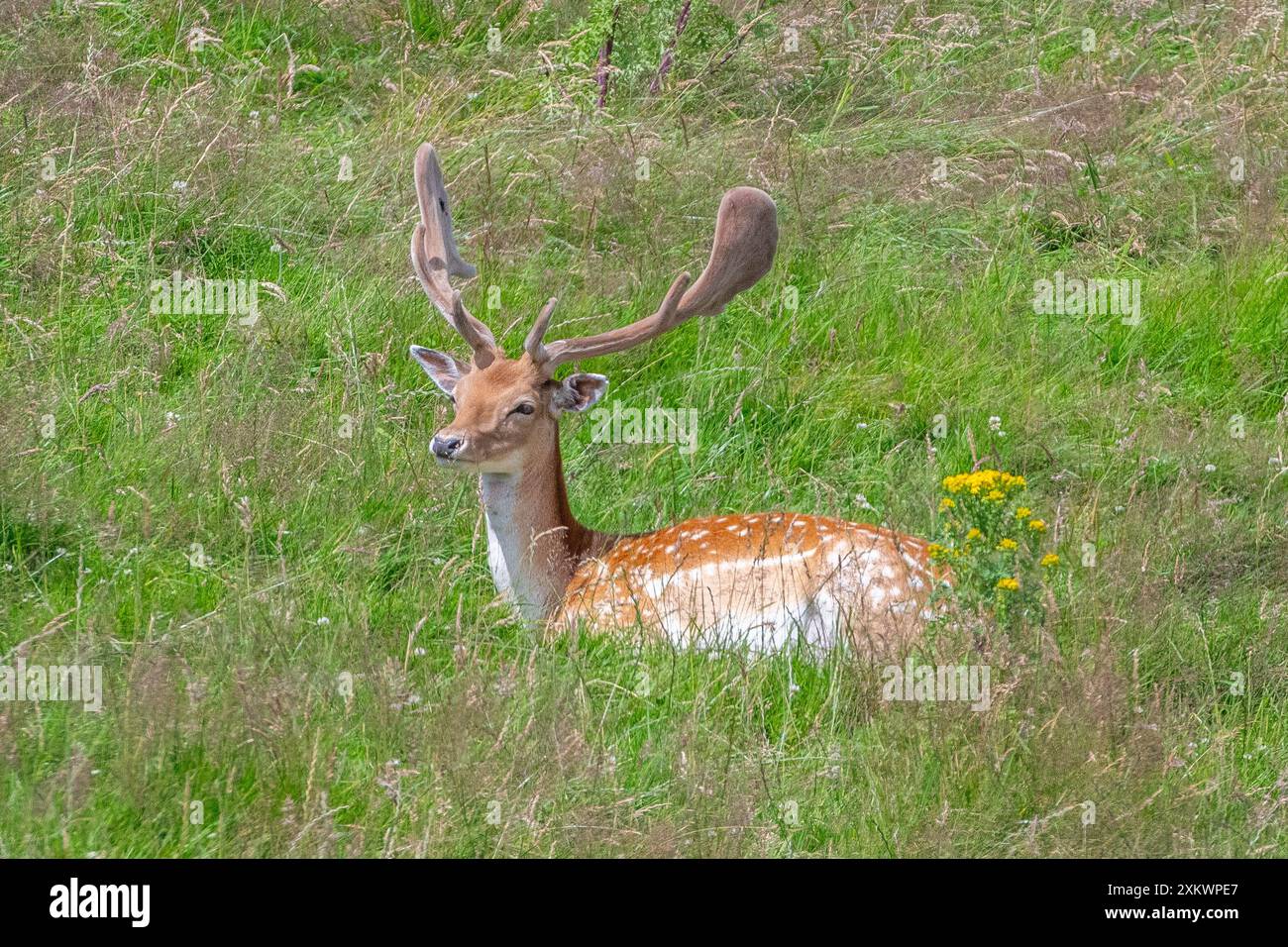 Fallow Deer (Dama dama), Huntly, Aberdeenshire Stock Photo - Alamy
