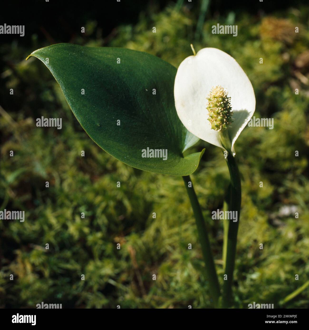 Arum plants hi-res stock photography and images - Alamy
