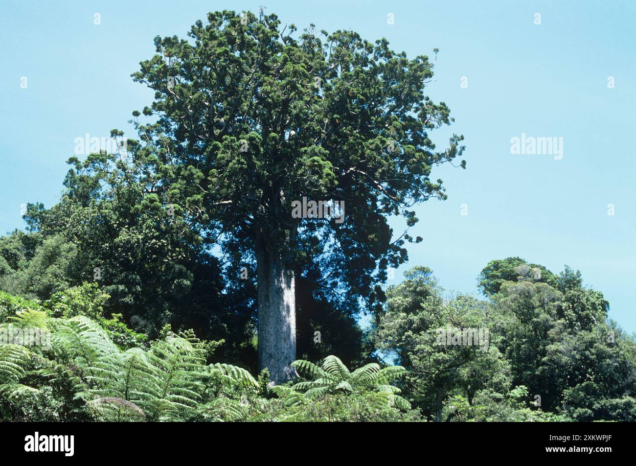 Great Kauri Tree Stock Photo - Alamy