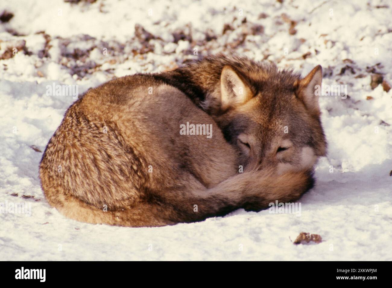 Wolf curled up hi-res stock photography and images - Alamy