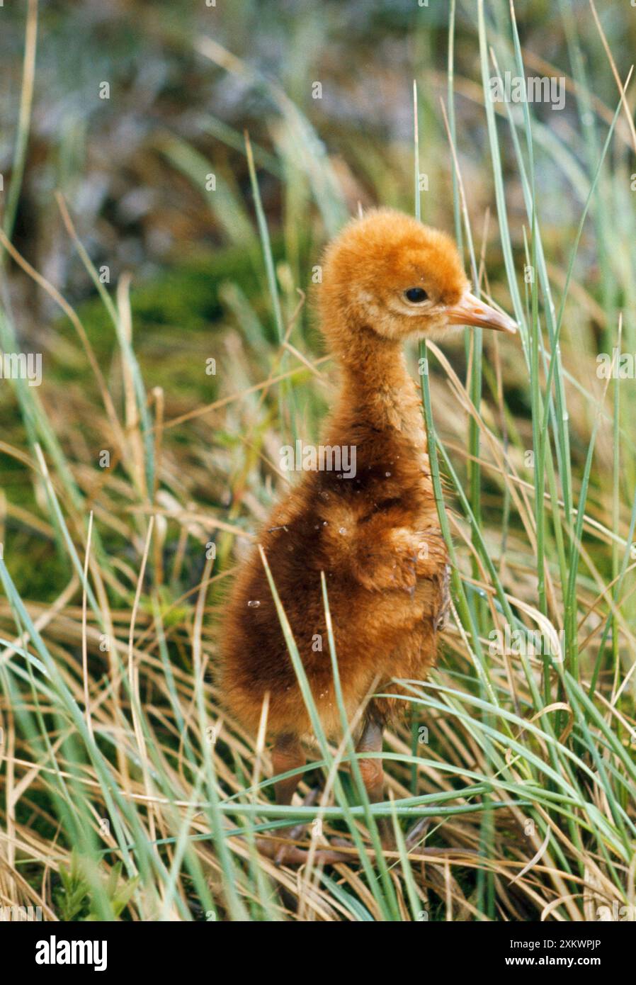 Old animals chicks hi-res stock photography and images - Alamy