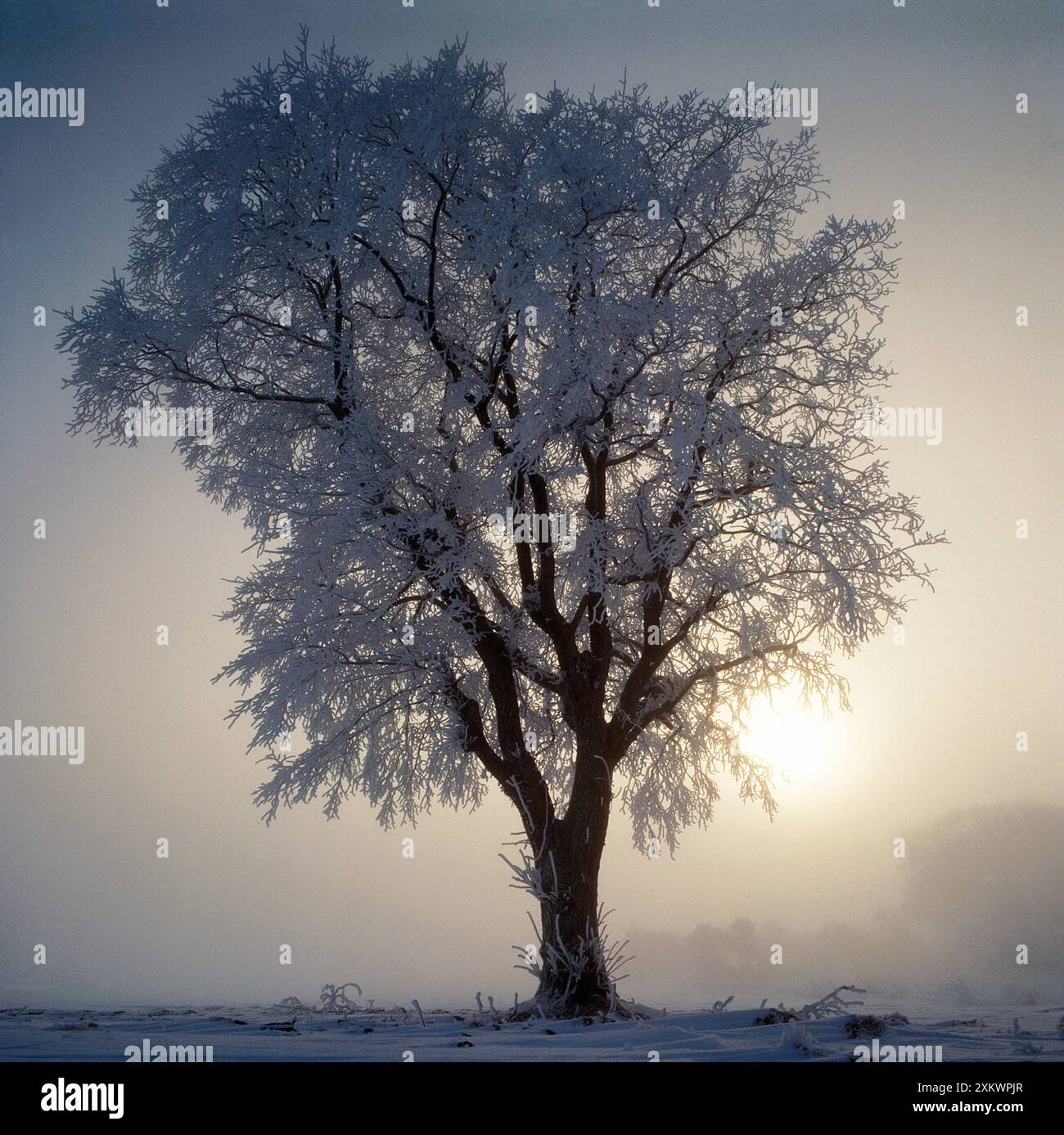 Elm trees in winter hi-res stock photography and images - Alamy