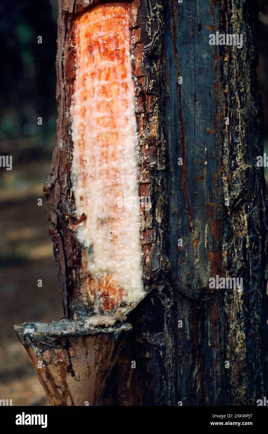 Pine tree resin hi-res stock photography and images - Alamy