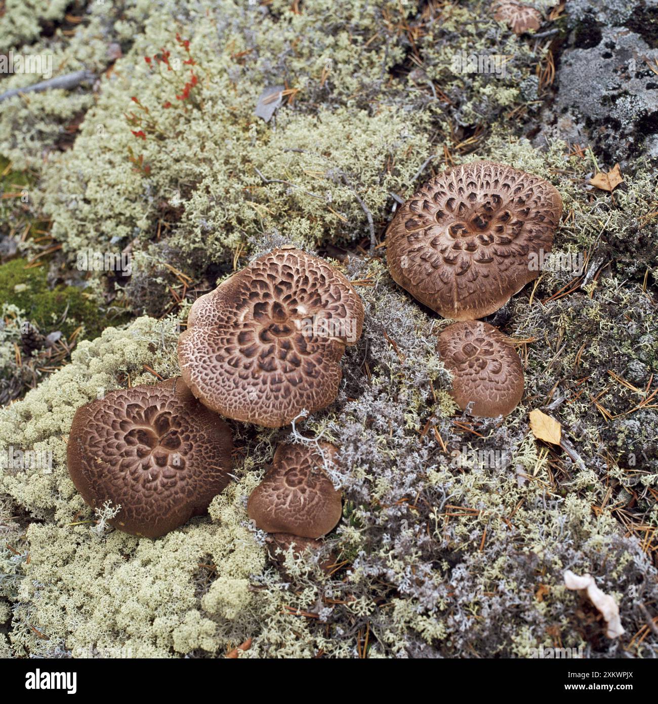 Plants fungi hi-res stock photography and images - Alamy
