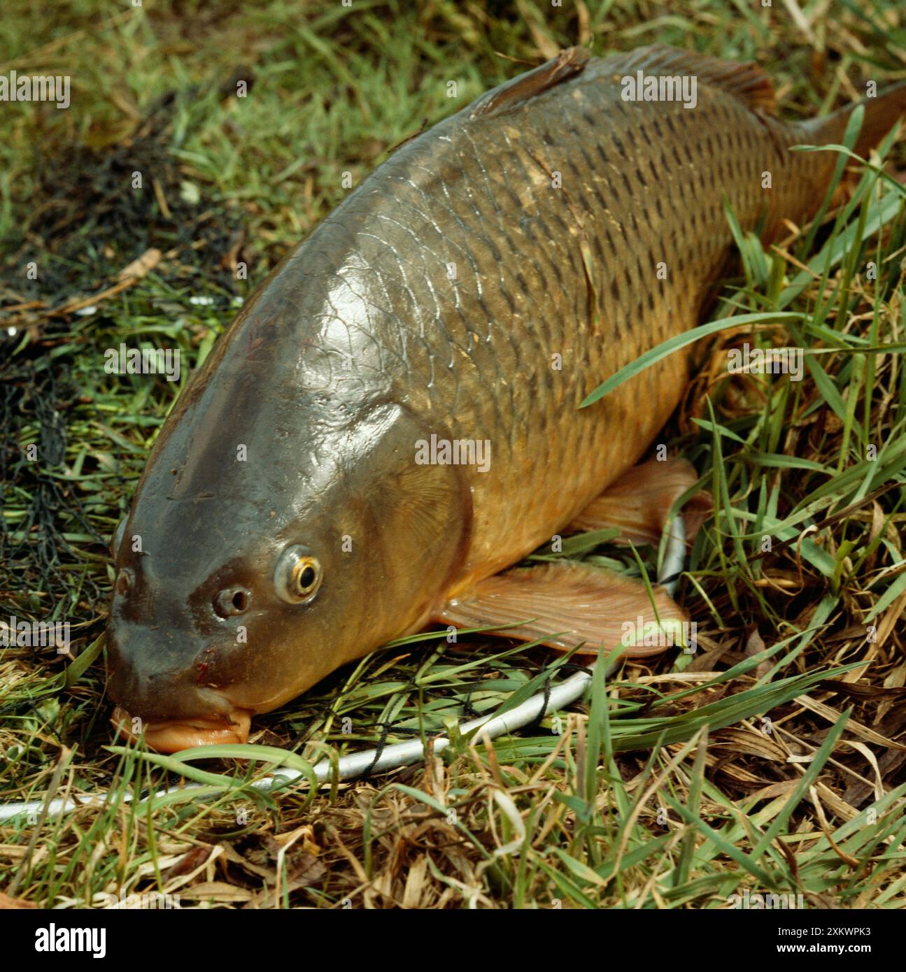 Carp Fish - on ground in net Stock Photo - Alamy