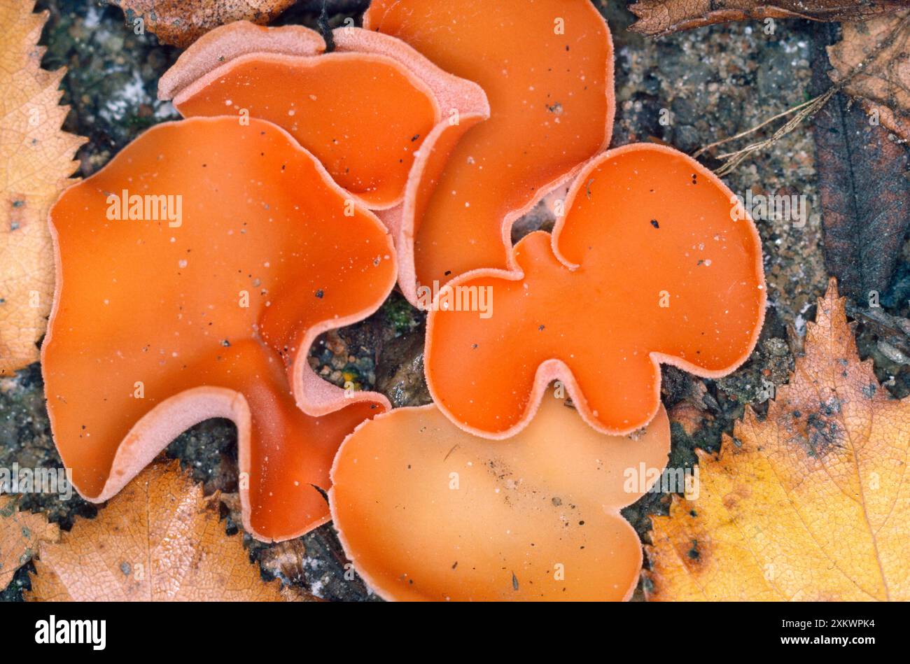 Orange Peel Fungus Stock Photo - Alamy