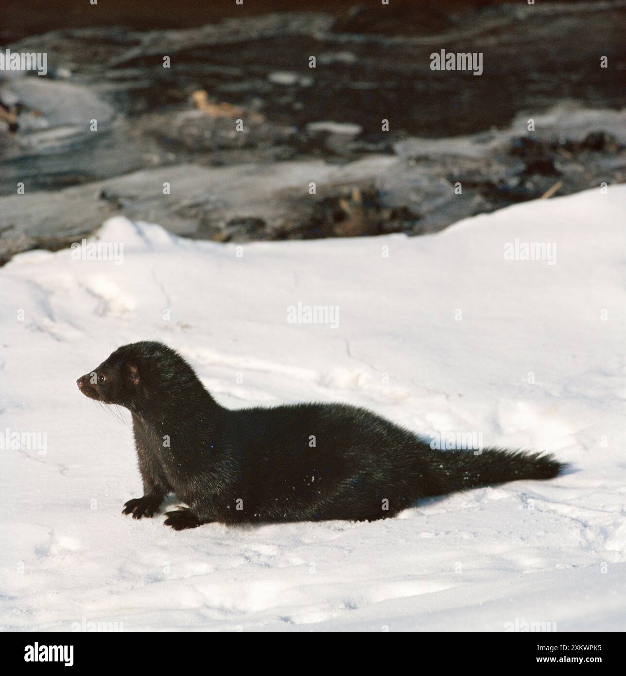 European mink animal hi-res stock photography and images - Alamy