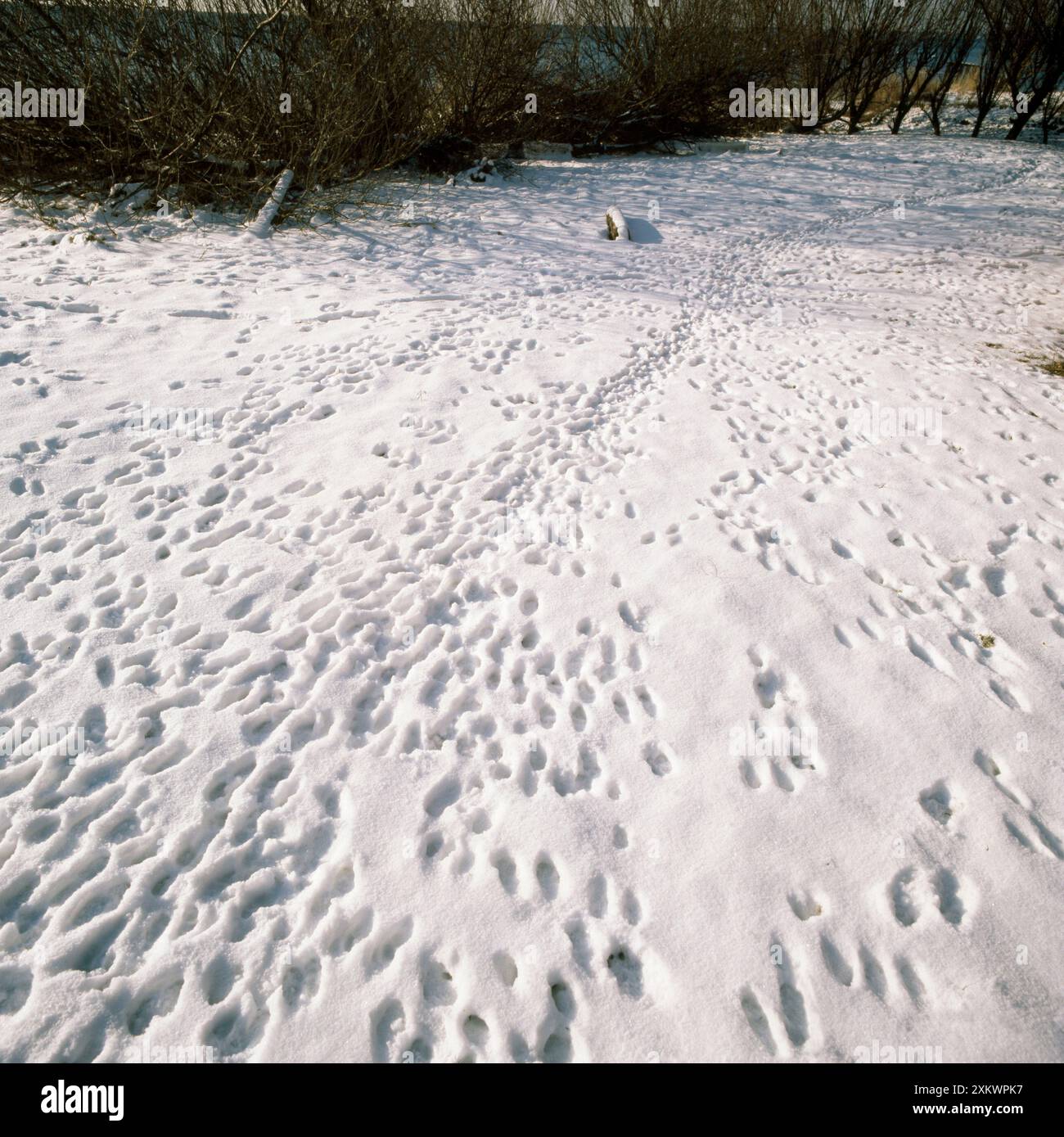 Rabbit Footprints - tracks in snow Stock Photo - Alamy