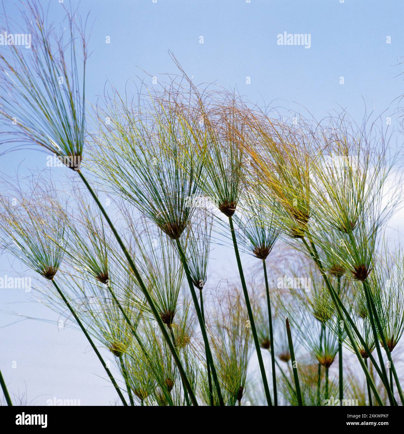 Egyptian plants hi-res stock photography and images - Alamy