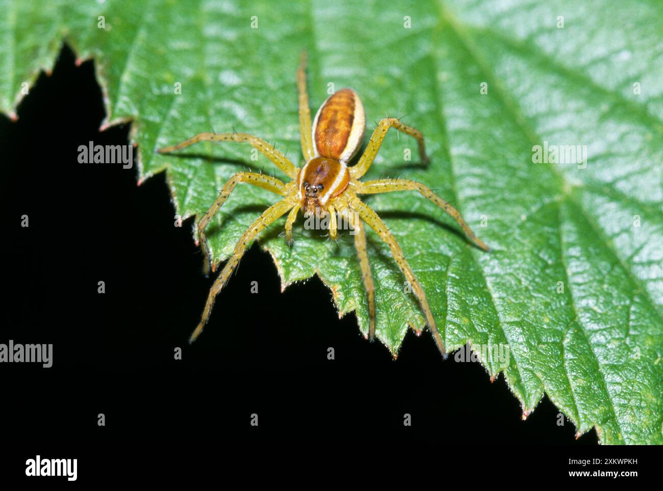 Arachnid on leaf hi-res stock photography and images - Alamy