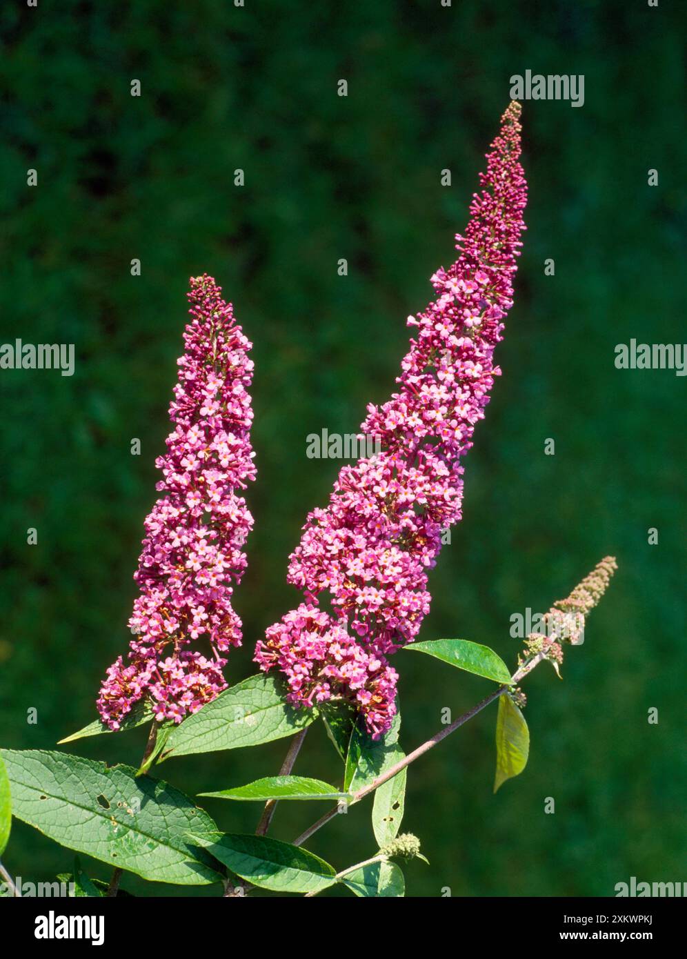 Buddleia plants hi-res stock photography and images - Alamy