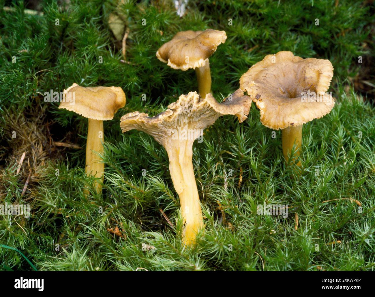 Groups of fungi hi-res stock photography and images - Alamy