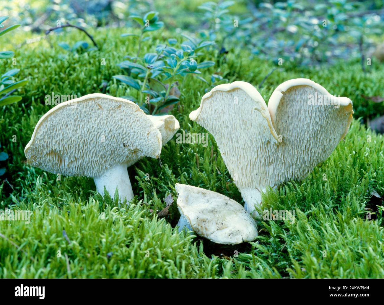 Hedgehog Fungi - edible Stock Photo - Alamy