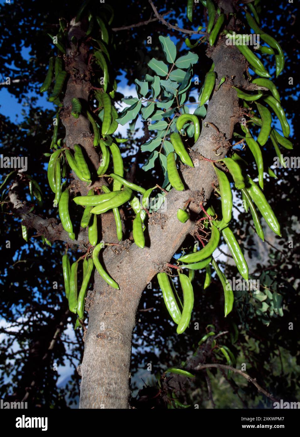 Carob tree locust tree hi-res stock photography and images - Alamy