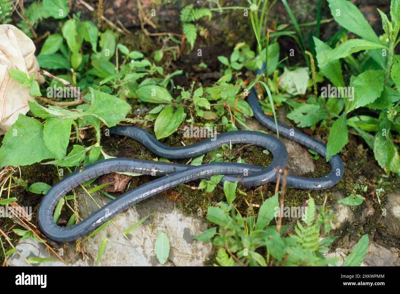Caecilian hi-res stock photography and images - Alamy