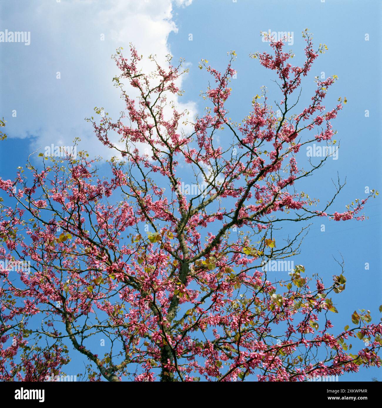 Judas tree corfu hi-res stock photography and images - Alamy