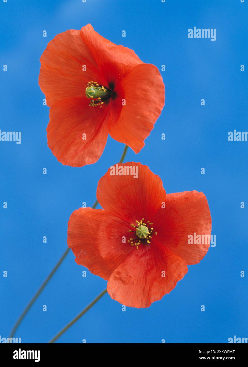 Common POPPY - x two, close-up Stock Photo - Alamy