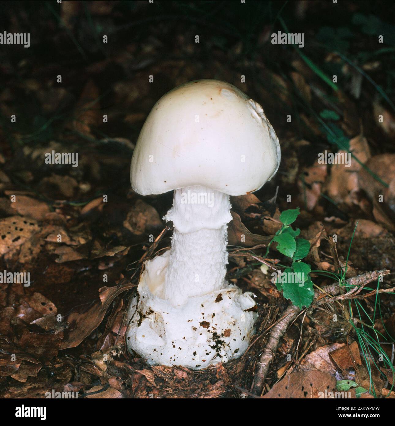 Destroying angel mushroom hi-res stock photography and images - Alamy