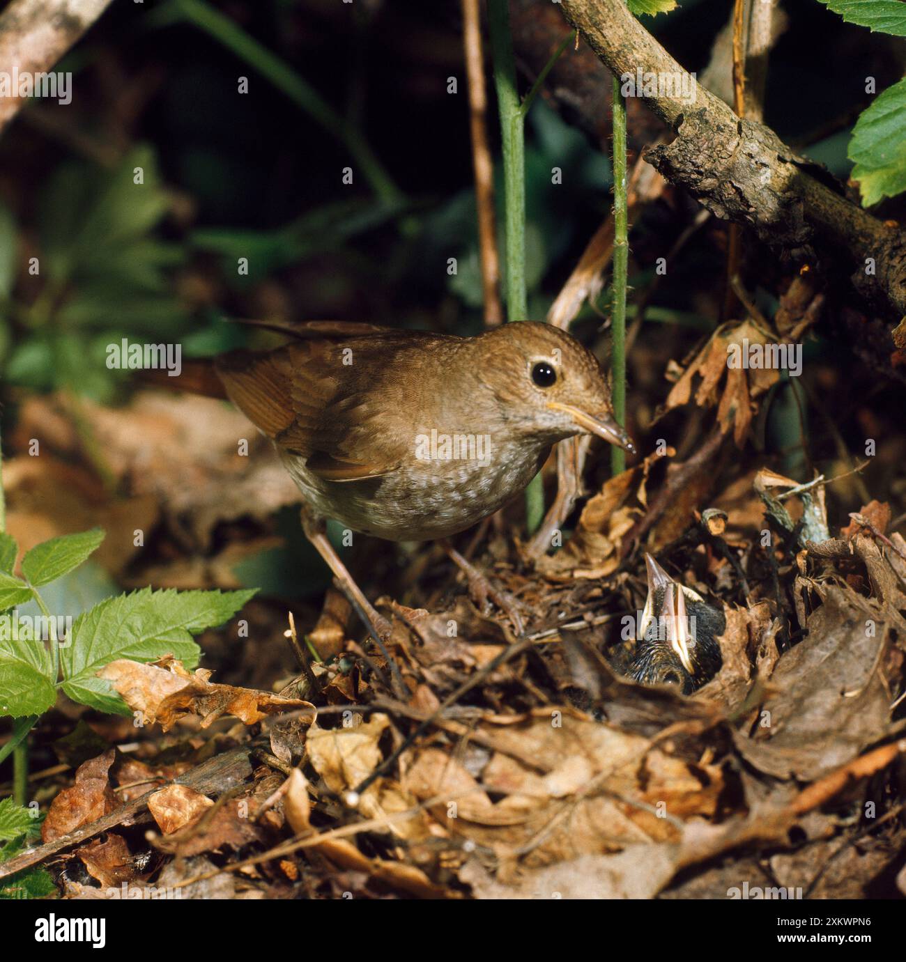 Baby nightingale hi-res stock photography and images - Alamy