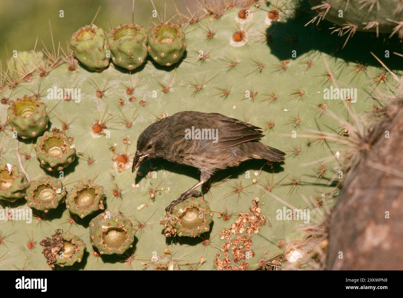 Darwin's finch cactus hi-res stock photography and images - Alamy