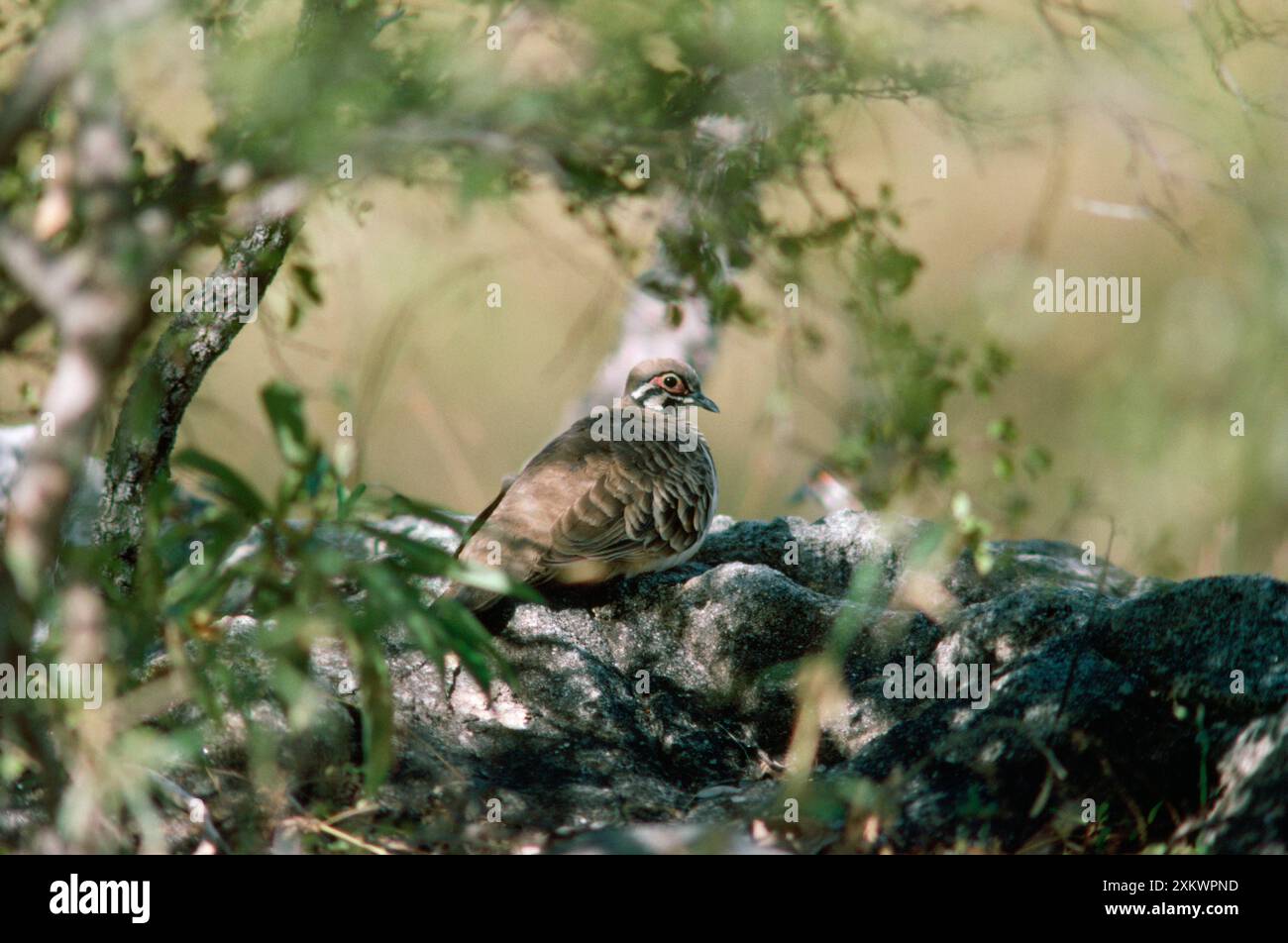 Australian squatter hi-res stock photography and images - Alamy