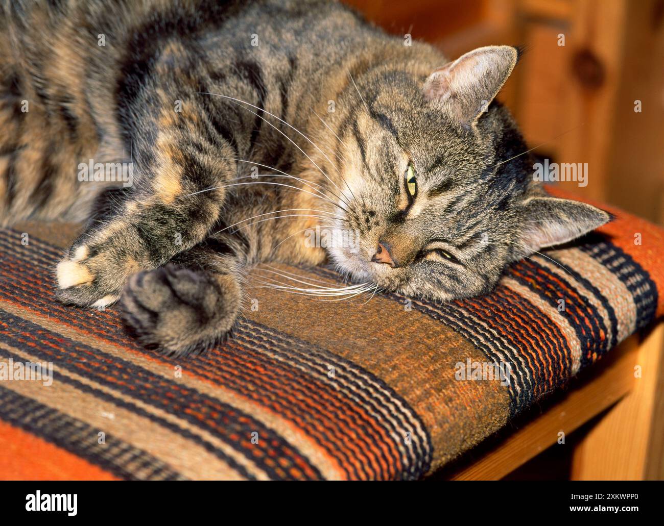 Older Tabby CAT - sleeping on chair Stock Photo - Alamy