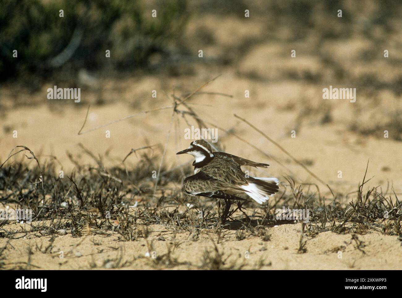 Madagascar Plover - broken wing display (Charadrius thoracicus). Moro ...